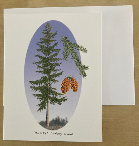 Douglas Fir – Original Fine Art